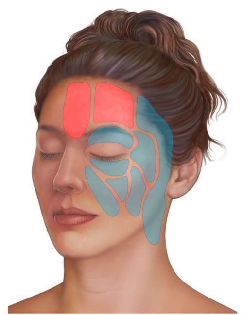 Facing Face-Fat Facts — Kenzai