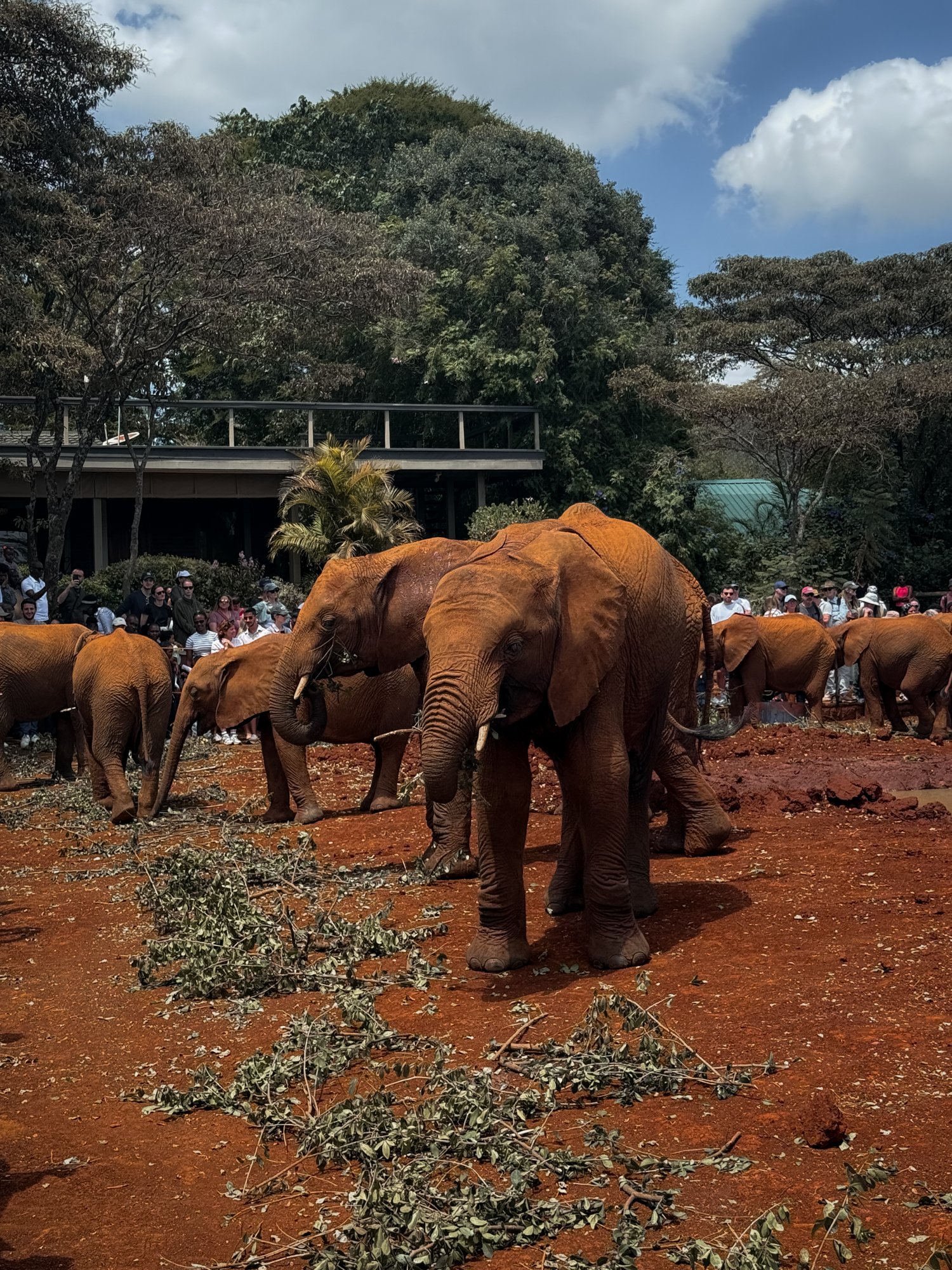 Inside the Sheldrick Wildlife Trust: A First-Timer’s Guide to Kenya’s ...