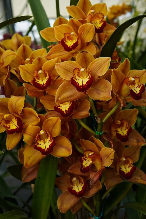 In Bloom: Carlsbad Flower Fields — The Truth Traveller