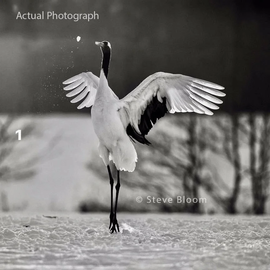 Blog 3 — Steve Bloom Artist