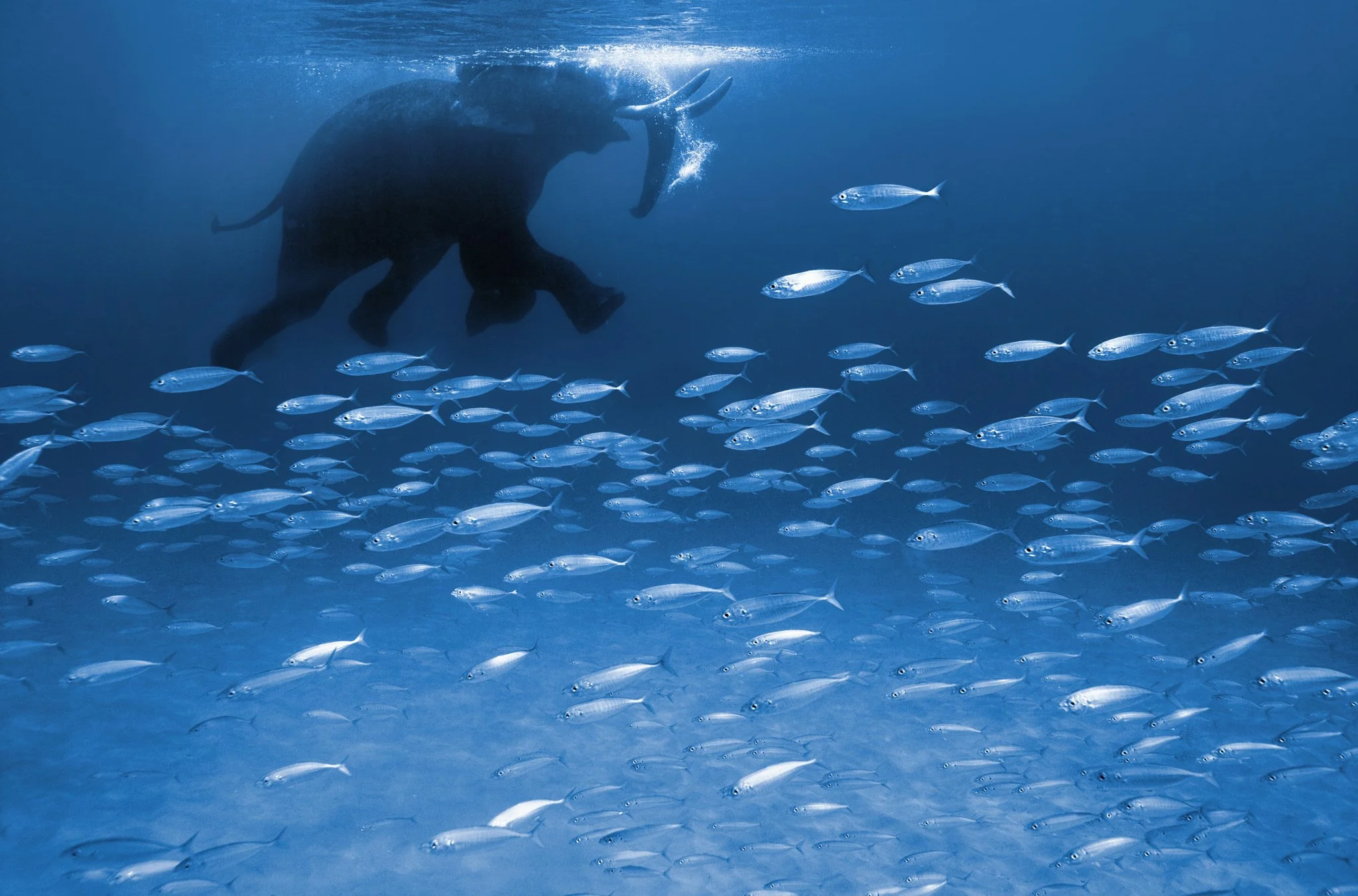 Indigo Elephant — Steve Bloom Artist