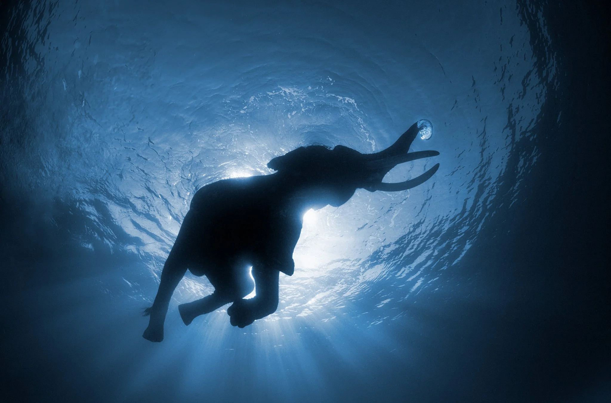 Indigo Elephant — Steve Bloom Artist