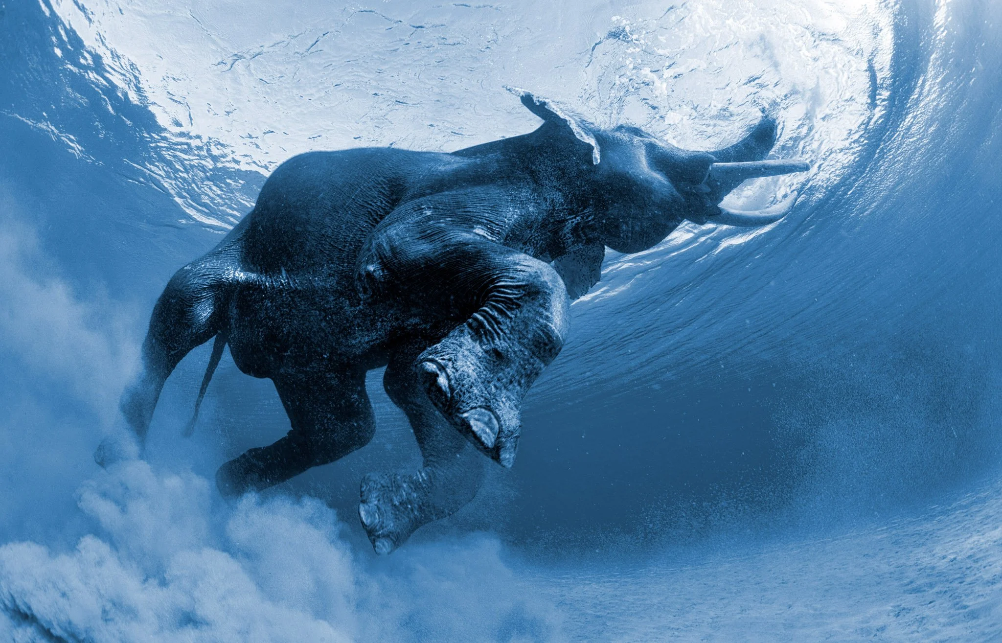 Indigo Elephant — Steve Bloom Artist