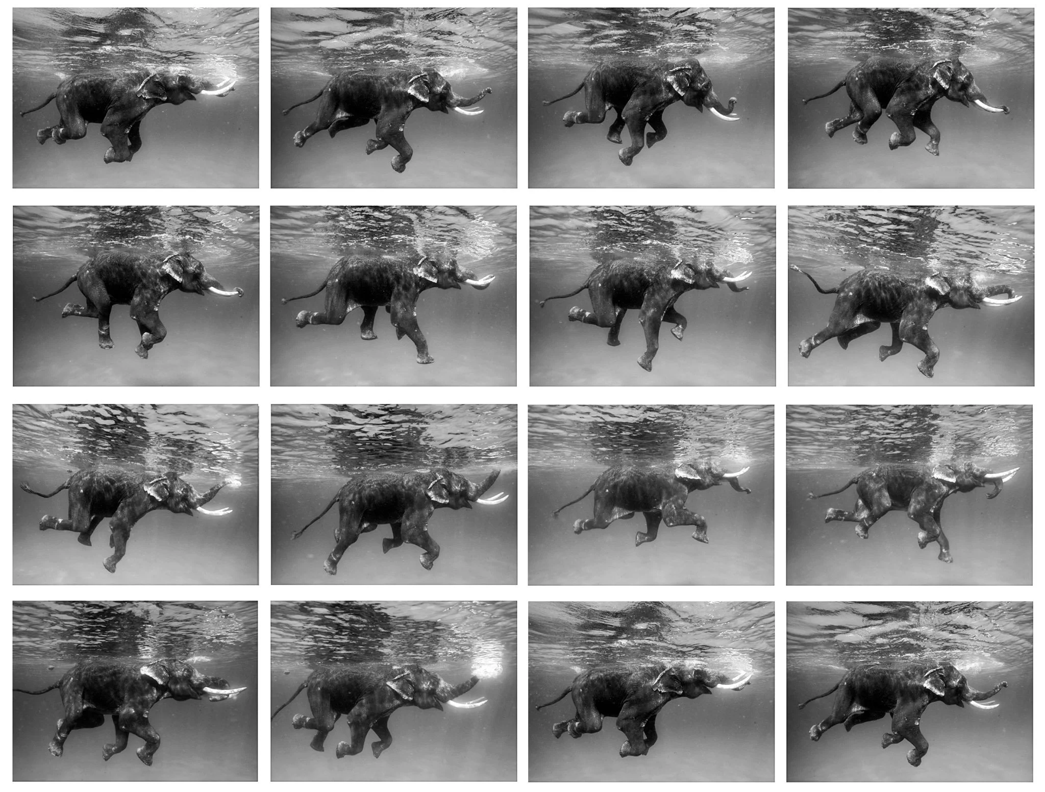 Muybridge — Steve Bloom Artist