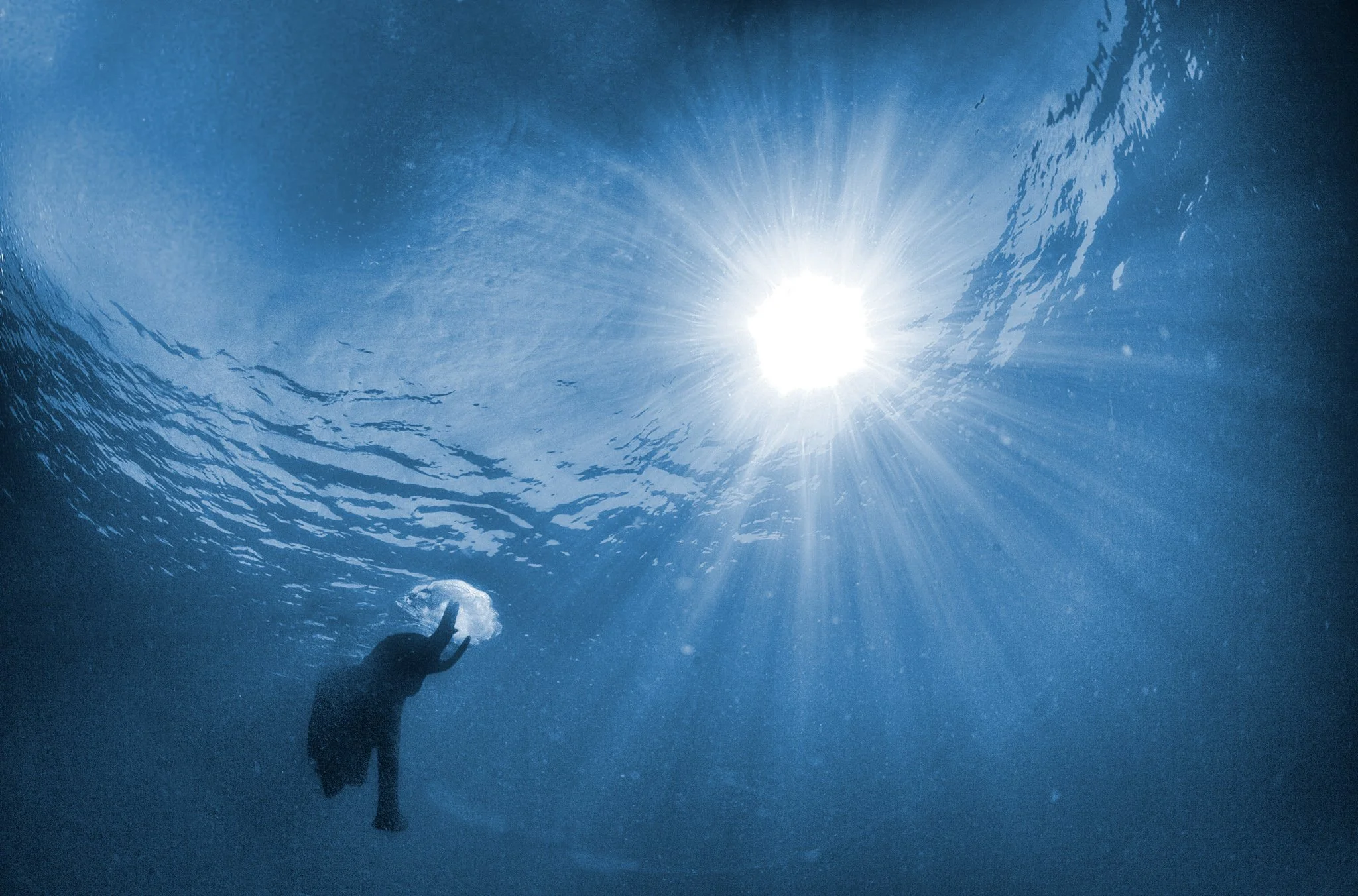 Indigo Elephant — Steve Bloom Artist