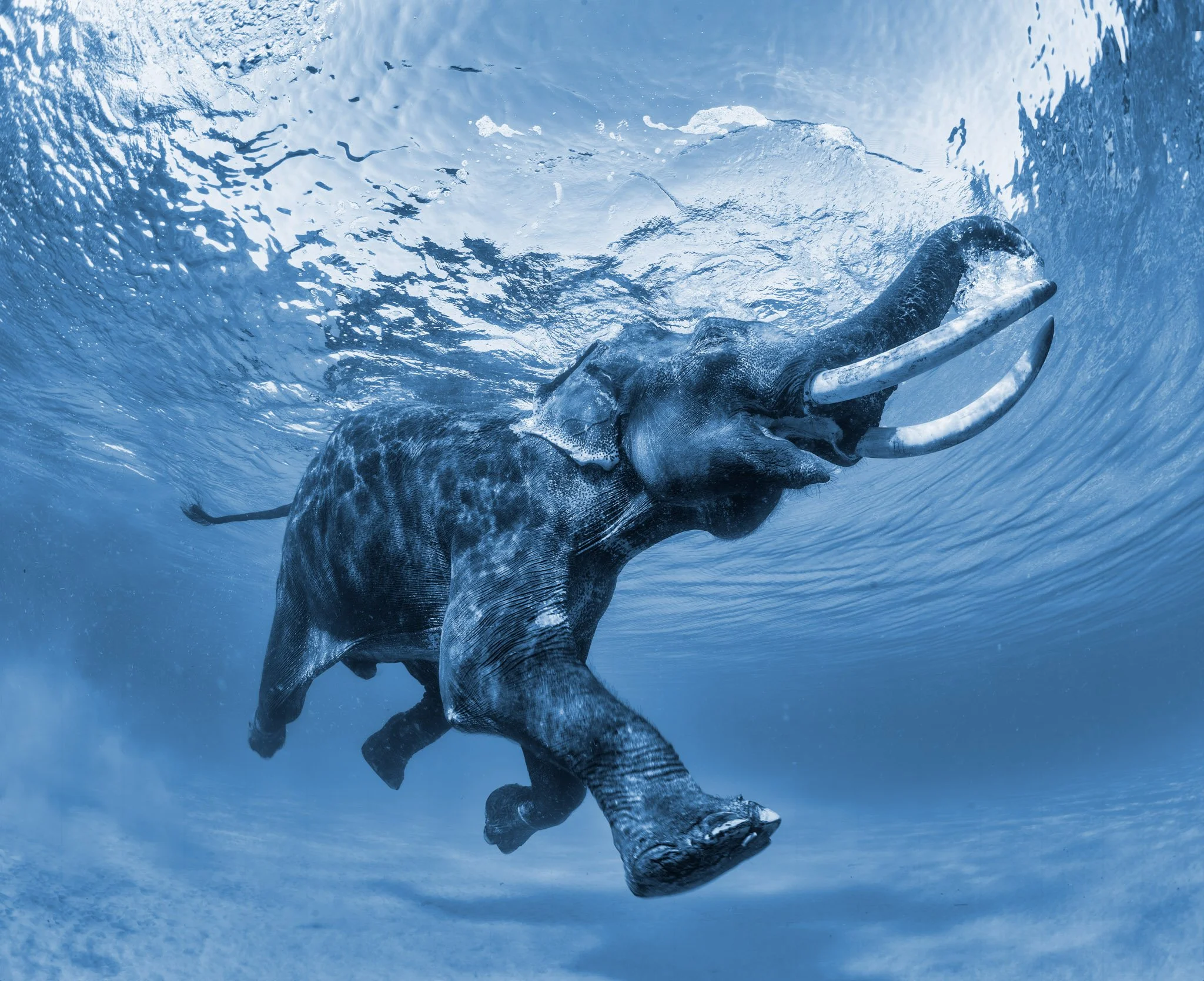 Indigo Elephant — Steve Bloom Artist