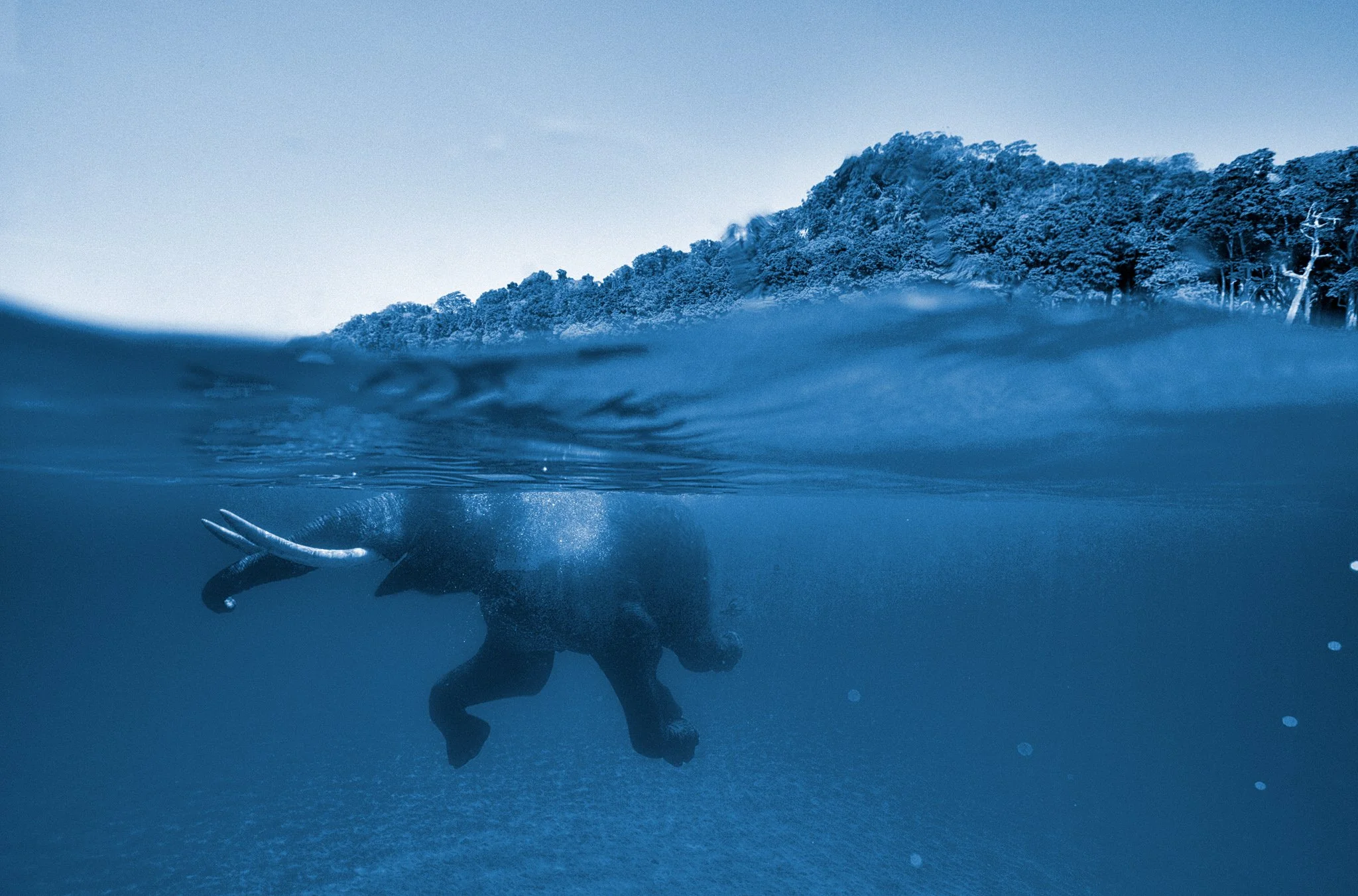 Indigo Elephant — Steve Bloom Artist