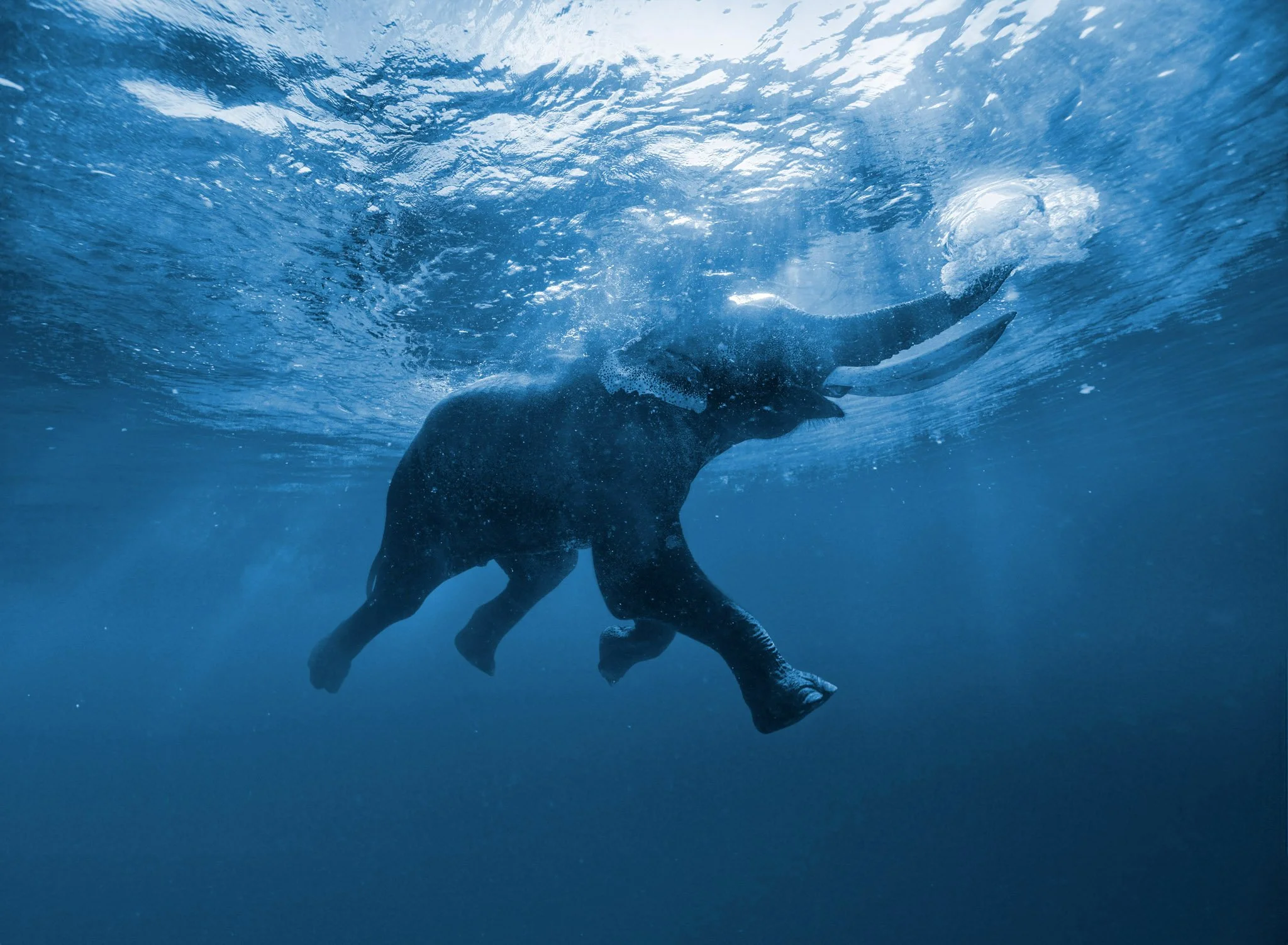 Indigo Elephant — Steve Bloom Artist