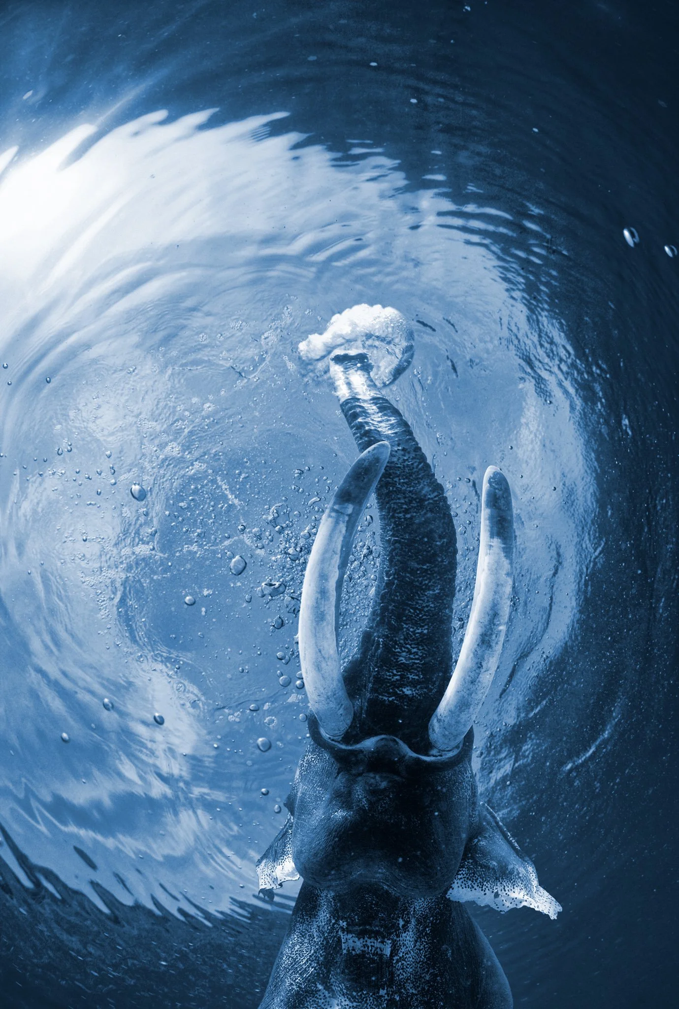 Indigo Elephant — Steve Bloom Artist