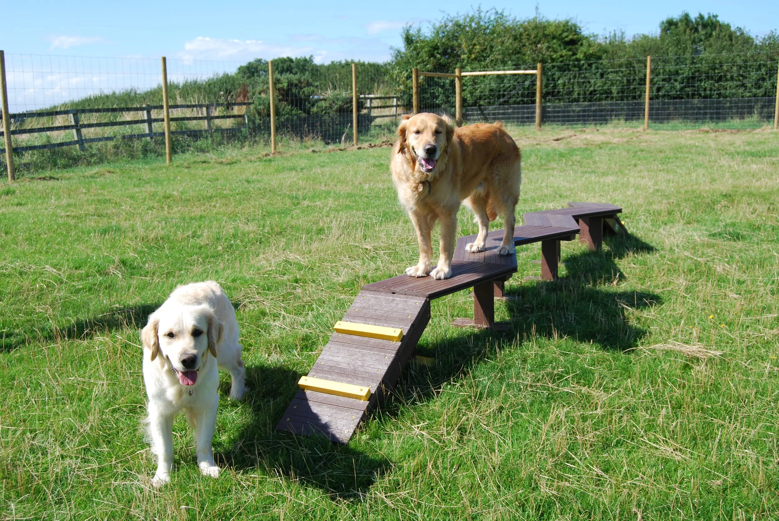Saltburn K9 Adventure Park