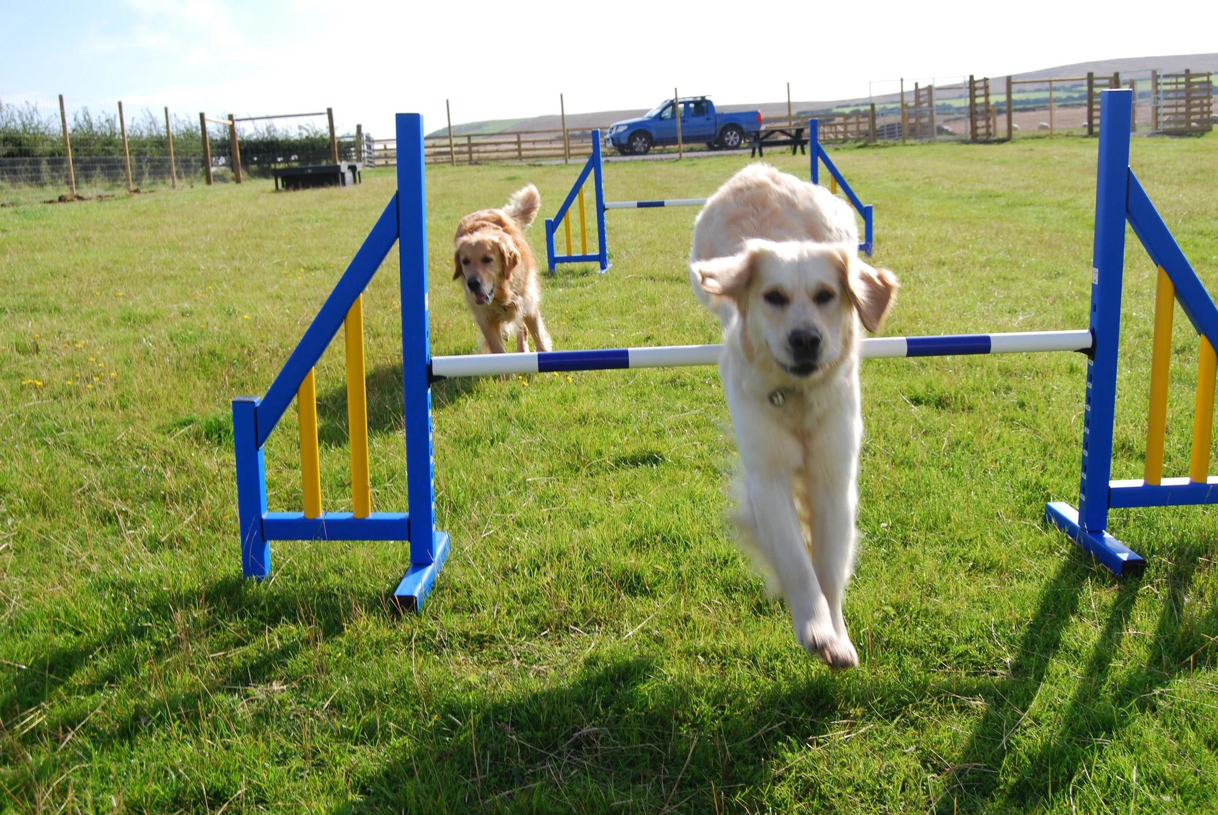 Saltburn K9 Adventure Park