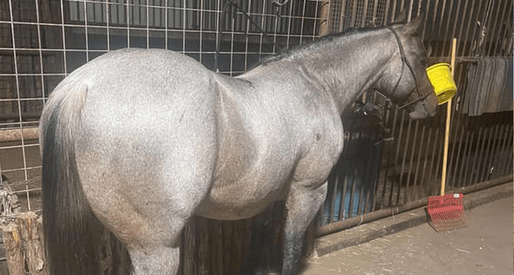 Southland Stallions — Southland Incentive, Inc. - Horses & Opportunity