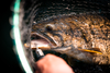 Horrocks Outfitting - Fishing & Fly Fishing Guide, Lake Placid NY