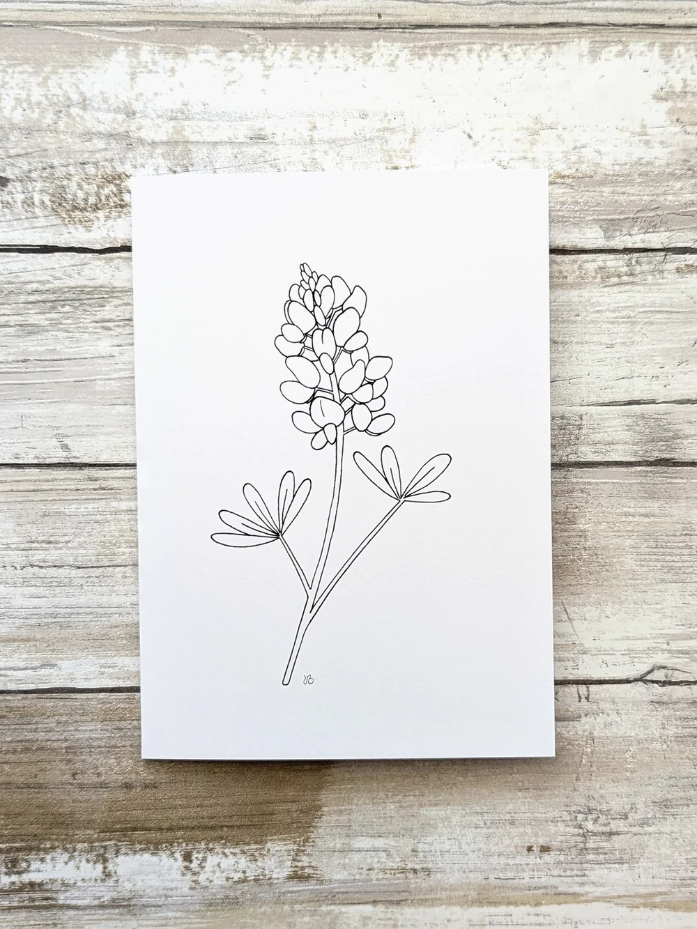 Bluebonnet Flower Drawing
