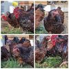 Fertile Chicken Hatching Eggs — Old Redding Farm