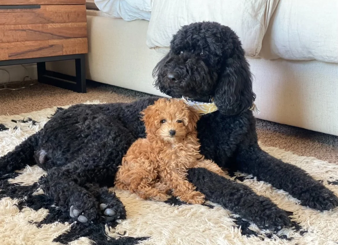 About Us — Ranch House Doodles