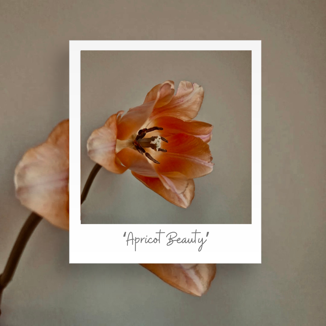 Division 1 - Single Early Tulips — Travel & Culture Salon