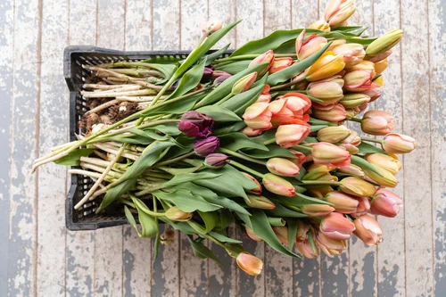 The Symbolic Meaning of Easter and Passover Flowers. — Travel & Culture ...