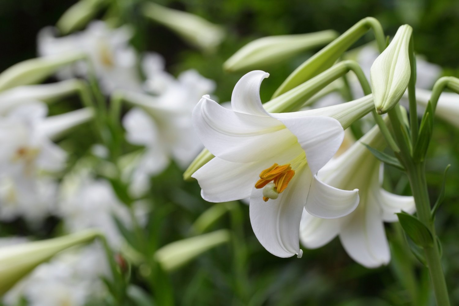 The Symbolic Meaning of Easter and Passover Flowers. — Travel & Culture ...