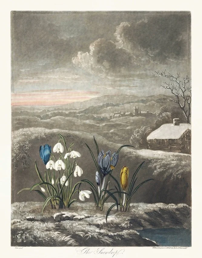 Snowdrops in Art History & Literature — Travel & Culture Salon