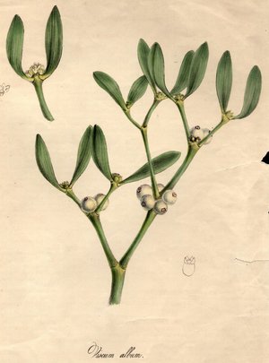Under the Mistletoe: How a Parasitic Plant Became a Symbol of Romance ...