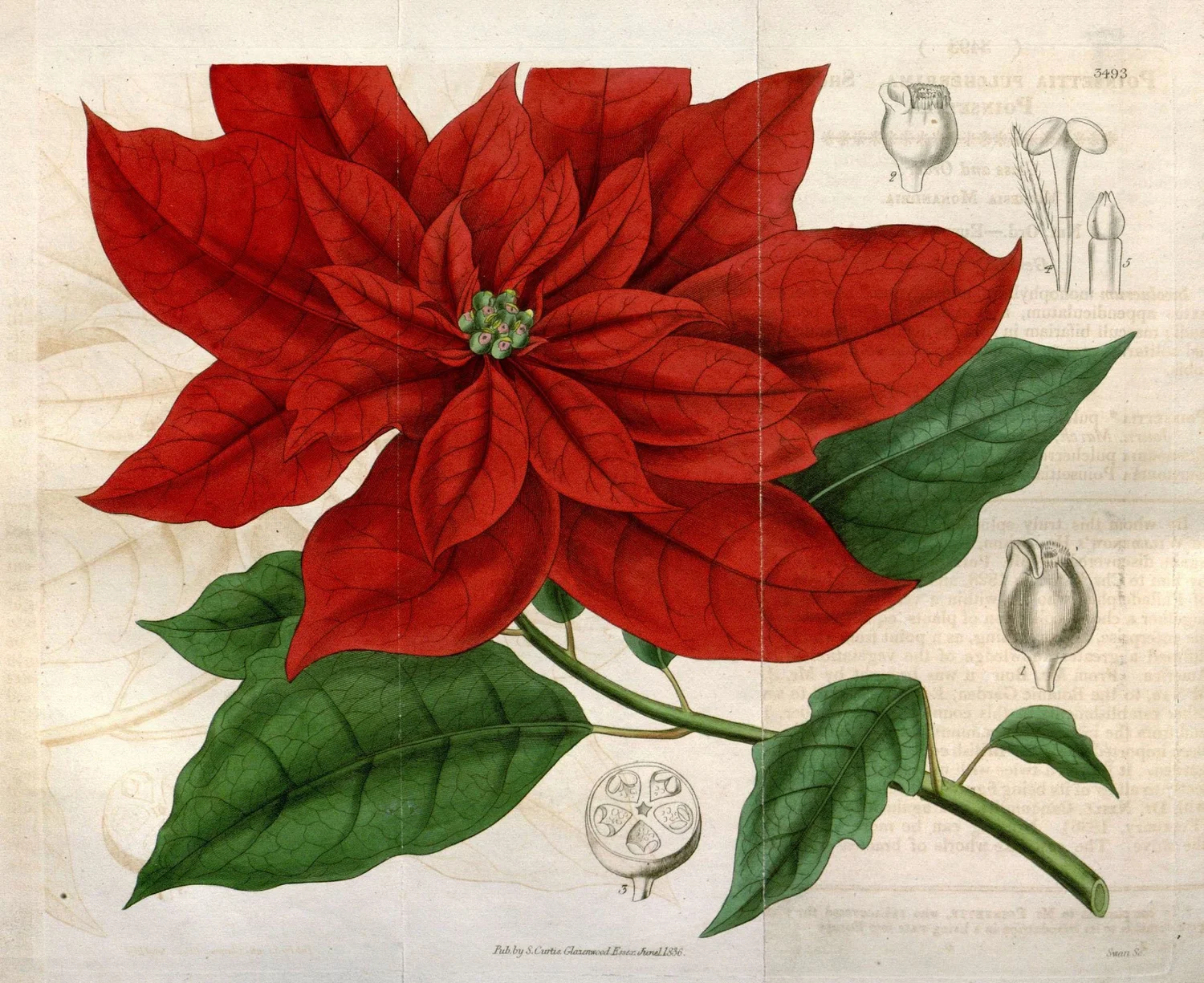 The Poinsettia: A Holiday Favorite with Controversial Roots — Travel ...