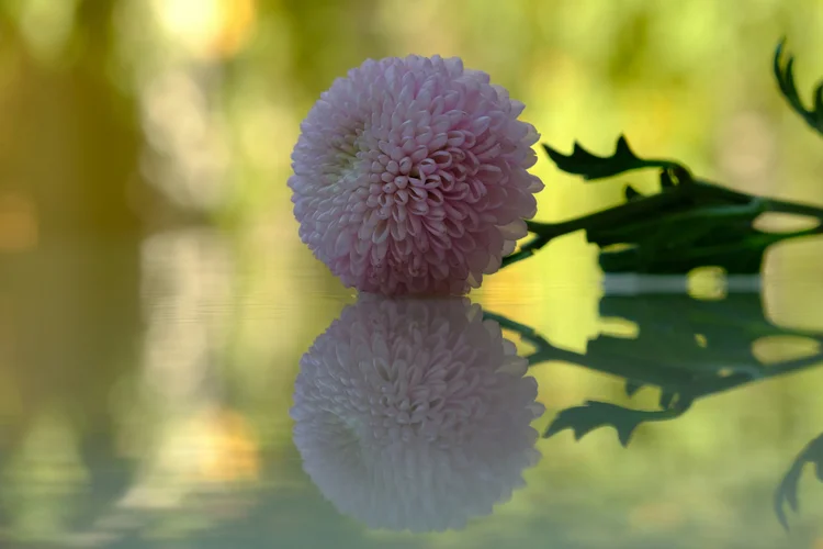 The Story of the Chrysanthemum — Travel & Culture Salon