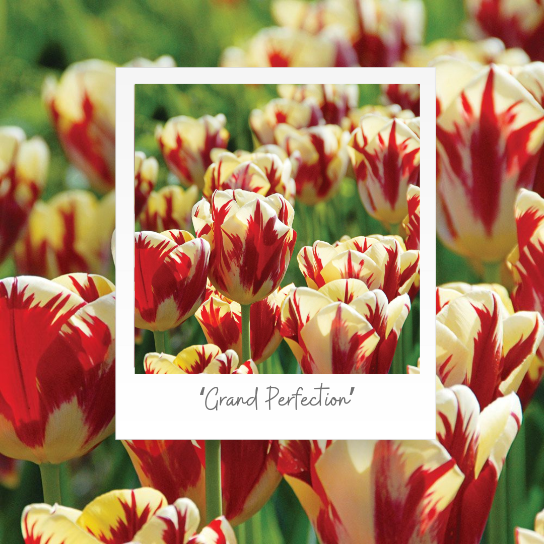 Division 3 - Triumph Tulips — Travel & Culture Salon