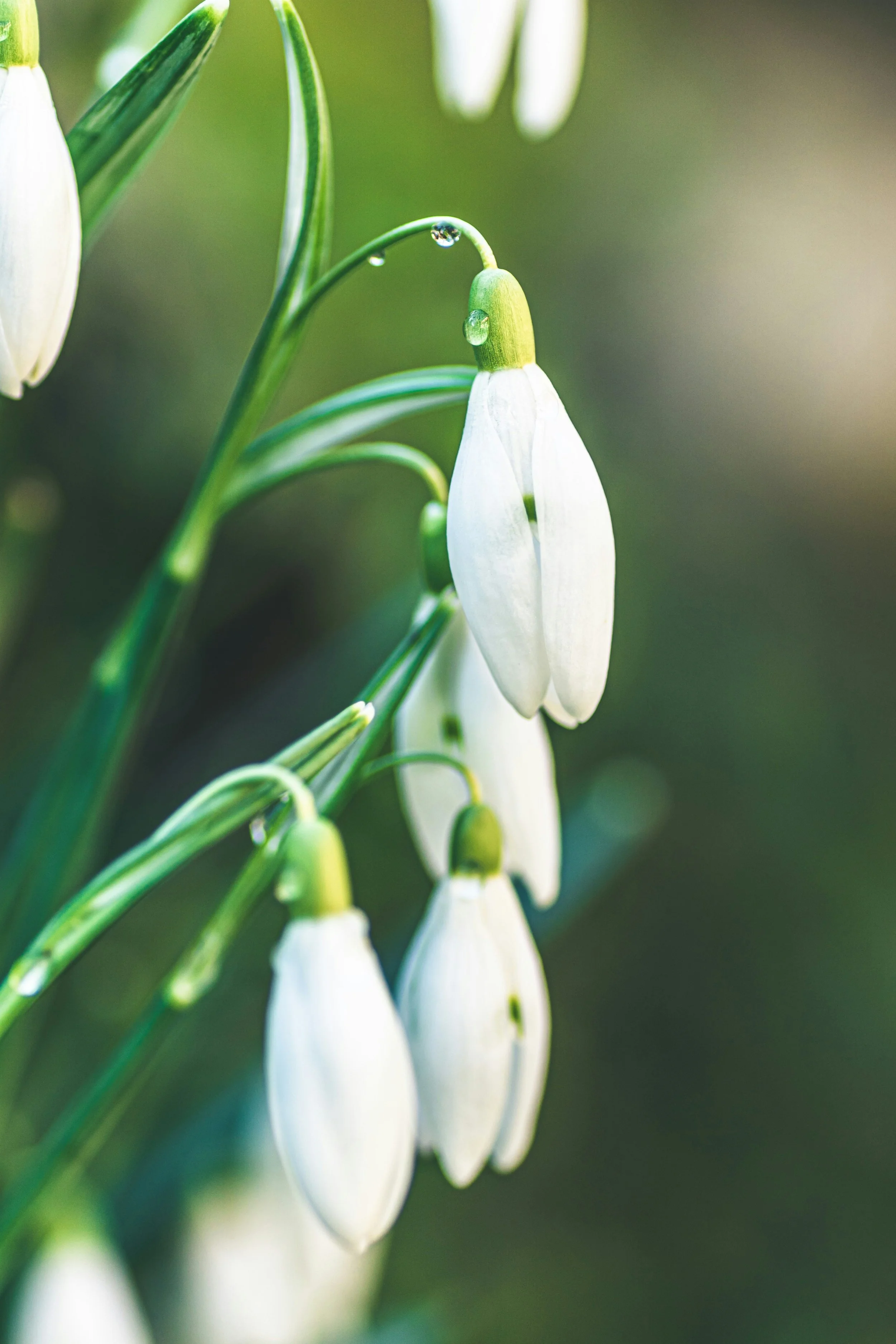 Snowdrops in Art History & Literature — Travel & Culture Salon