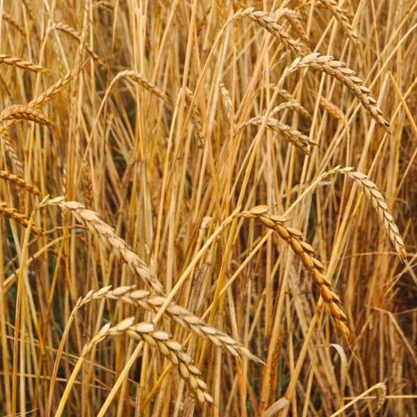 Buckwheat Enterprises, Ancient Wheats - Spelt, Emmer, Khorasan — bio-oz