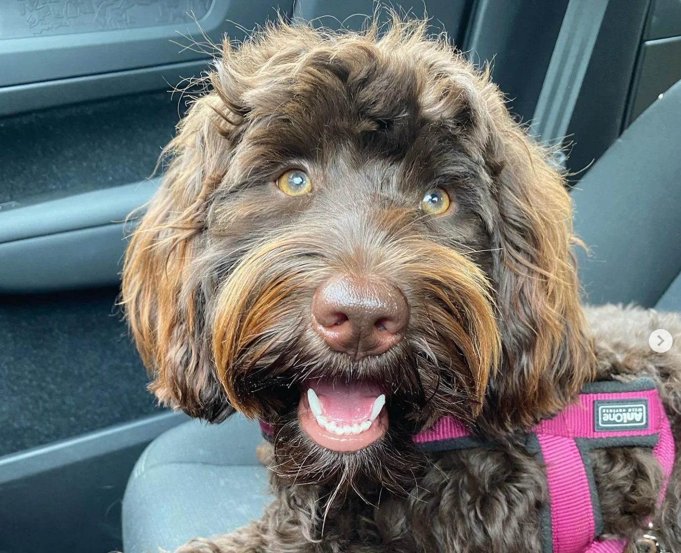 What is an Australian Cobberdog? — Heart & Soul Cobberdogs