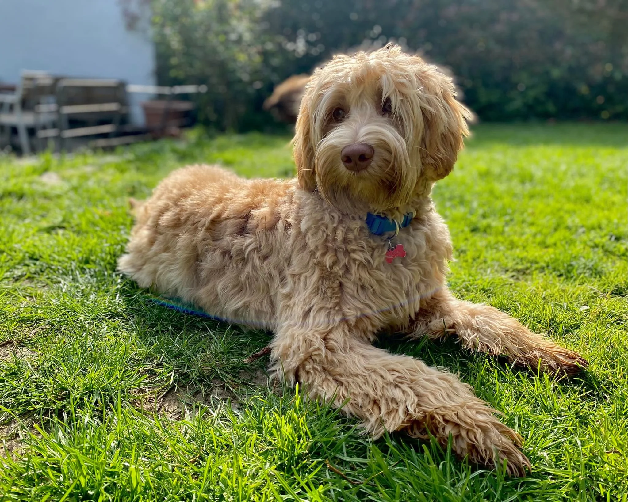 What is an Australian Cobberdog? — Heart & Soul Cobberdogs