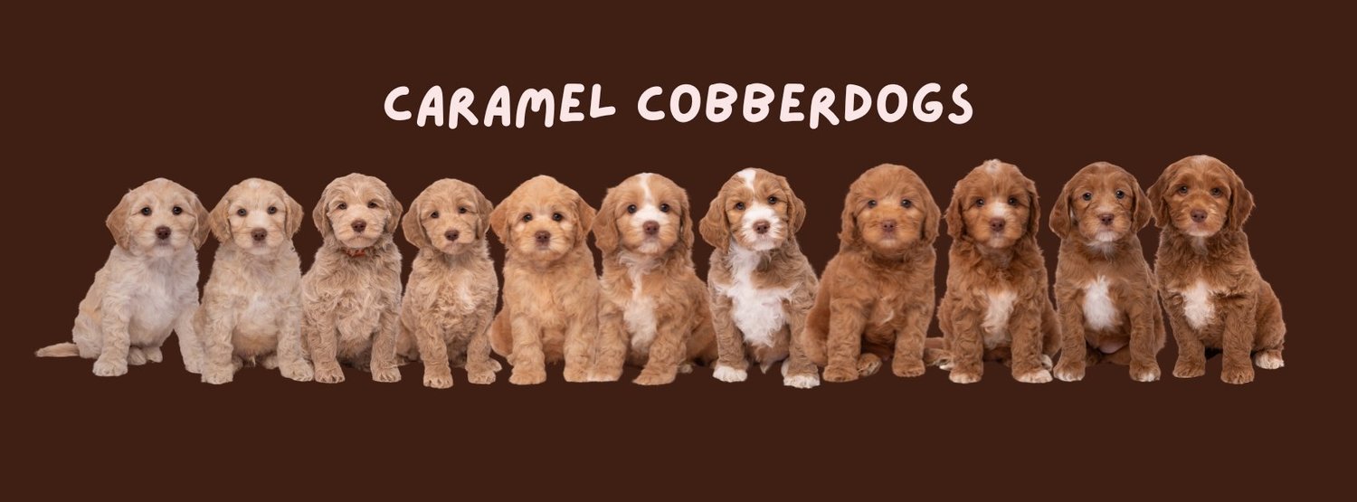 What is an Australian Cobberdog? — Heart & Soul Cobberdogs