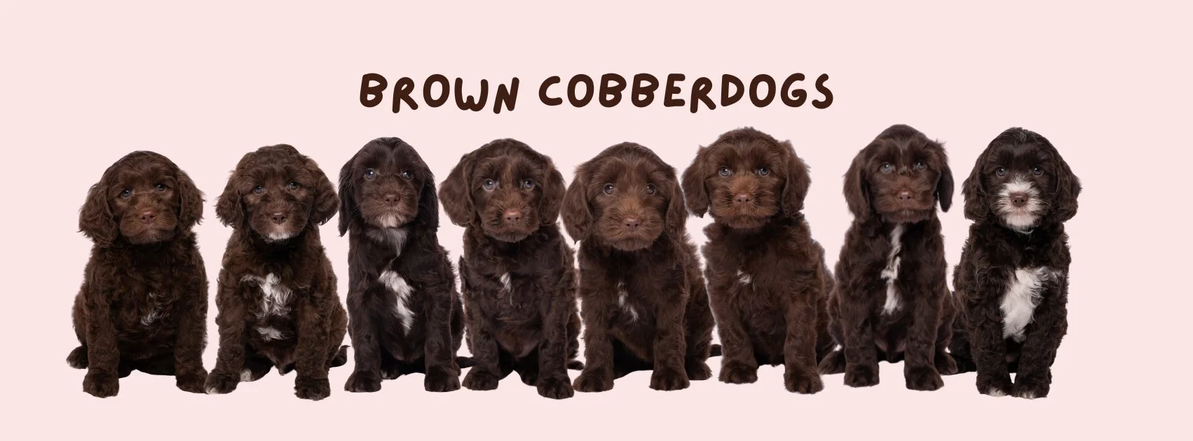 What is an Australian Cobberdog? — Heart & Soul Cobberdogs