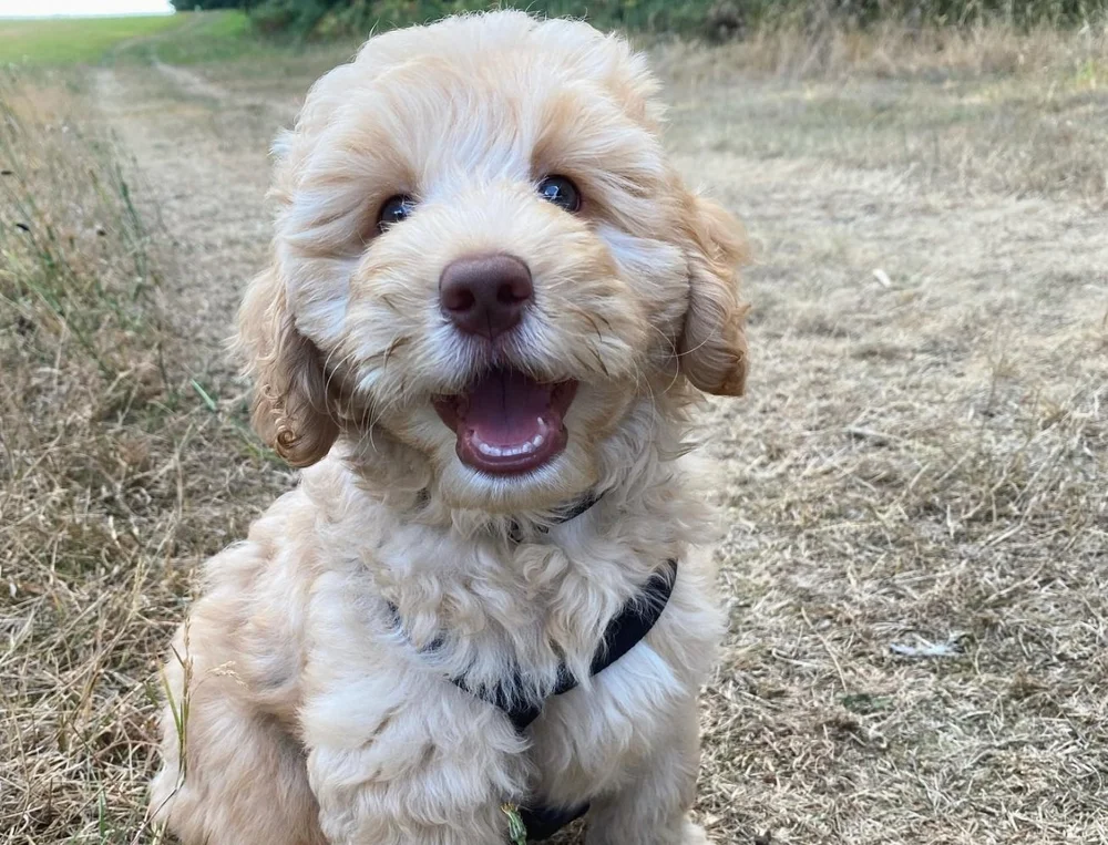 What is an Australian Cobberdog? — Heart & Soul Cobberdogs