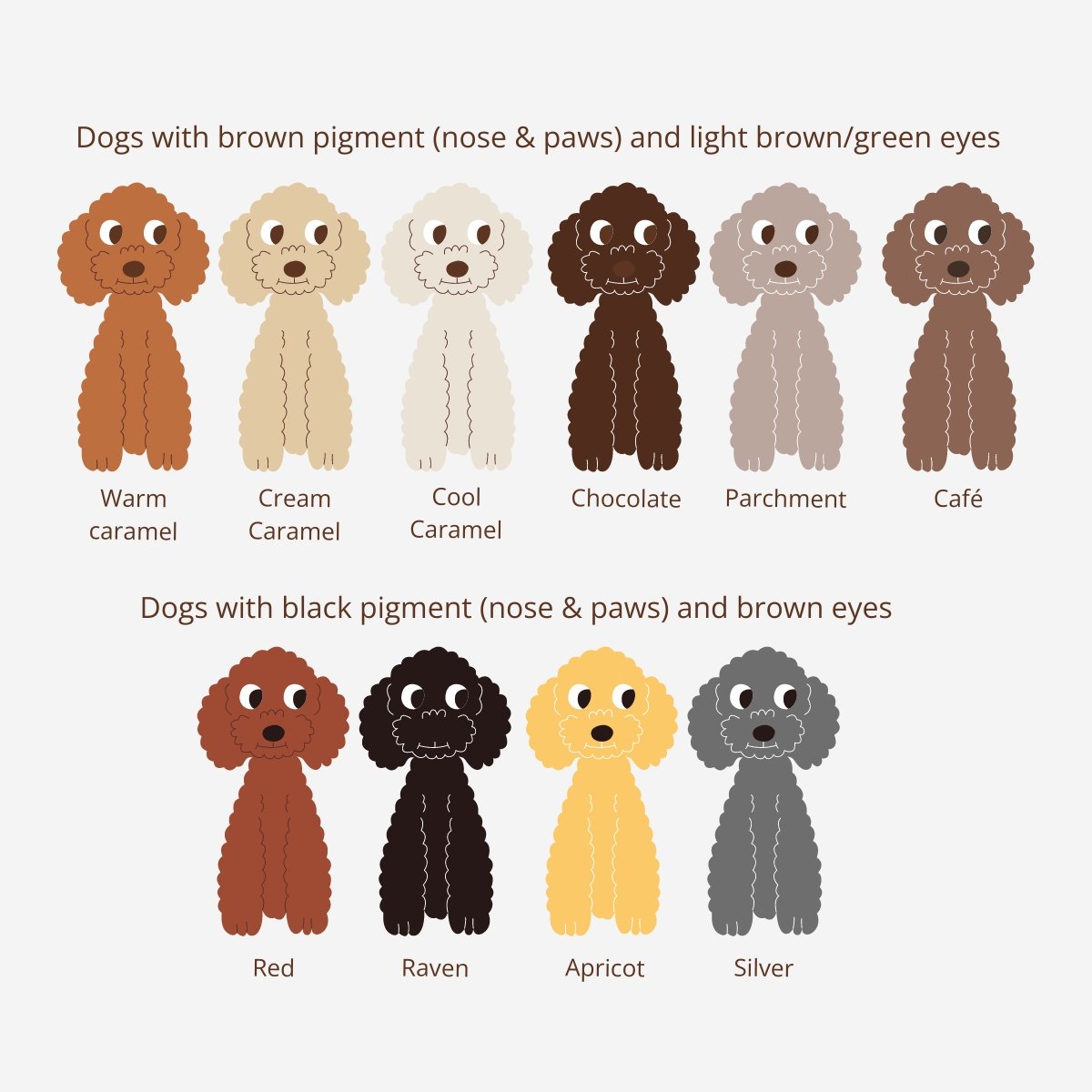 What is an Australian Cobberdog? — Heart & Soul Cobberdogs