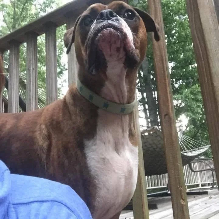 Boxer Butts & Other Mutts