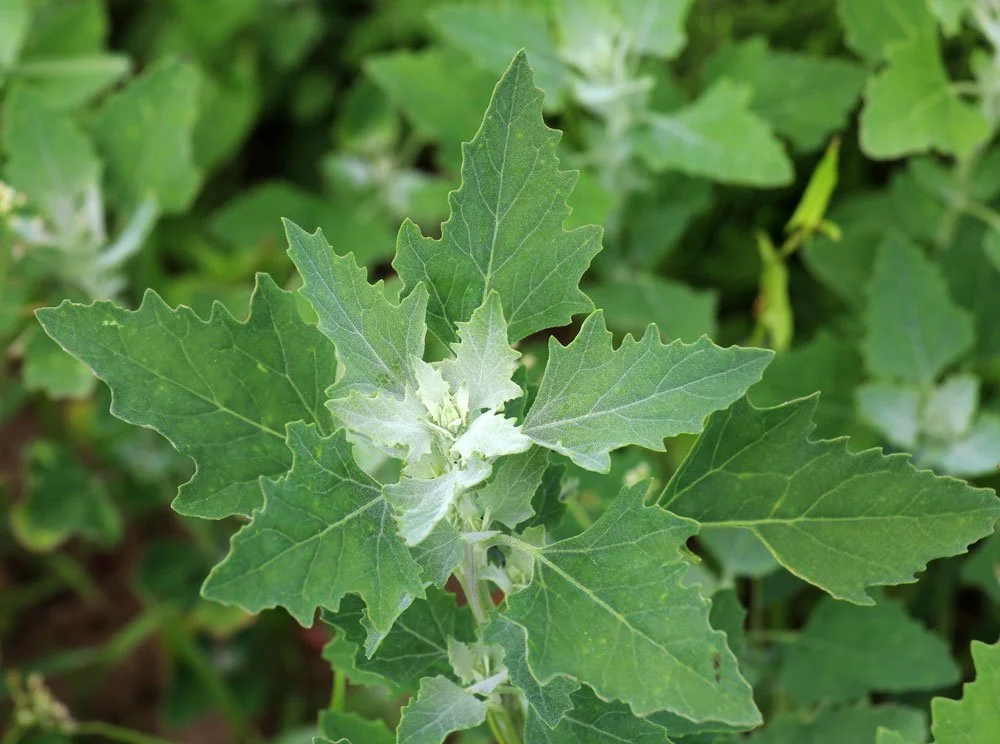 Our Story — Island Roots Housing