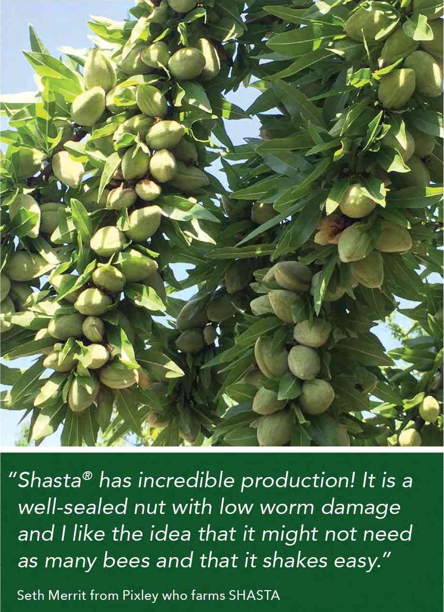 Shasta Almond Variety, Self Fertile Almond — Burchell Nursery