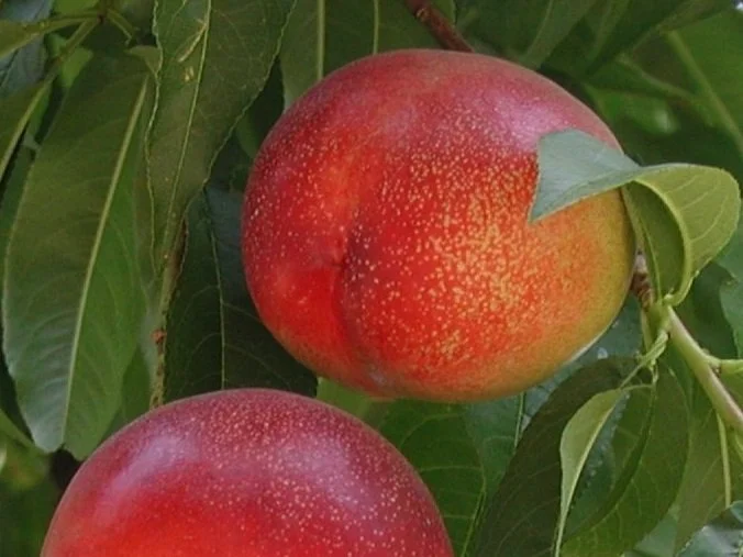 Nectarine Tree, Nectarine Varieties — Burchell Nursery