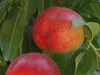 Nectarine Tree, Nectarine Varieties — Burchell Nursery