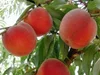 Peach Tree, Peach Varieties — Burchell Nursery
