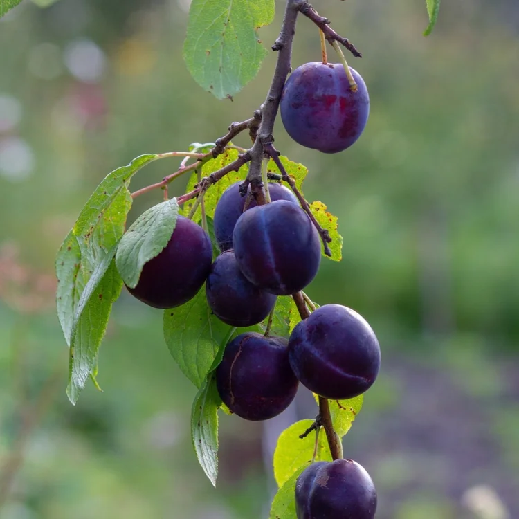 Plum Tree, Plum Varieties — Burchell Nursery