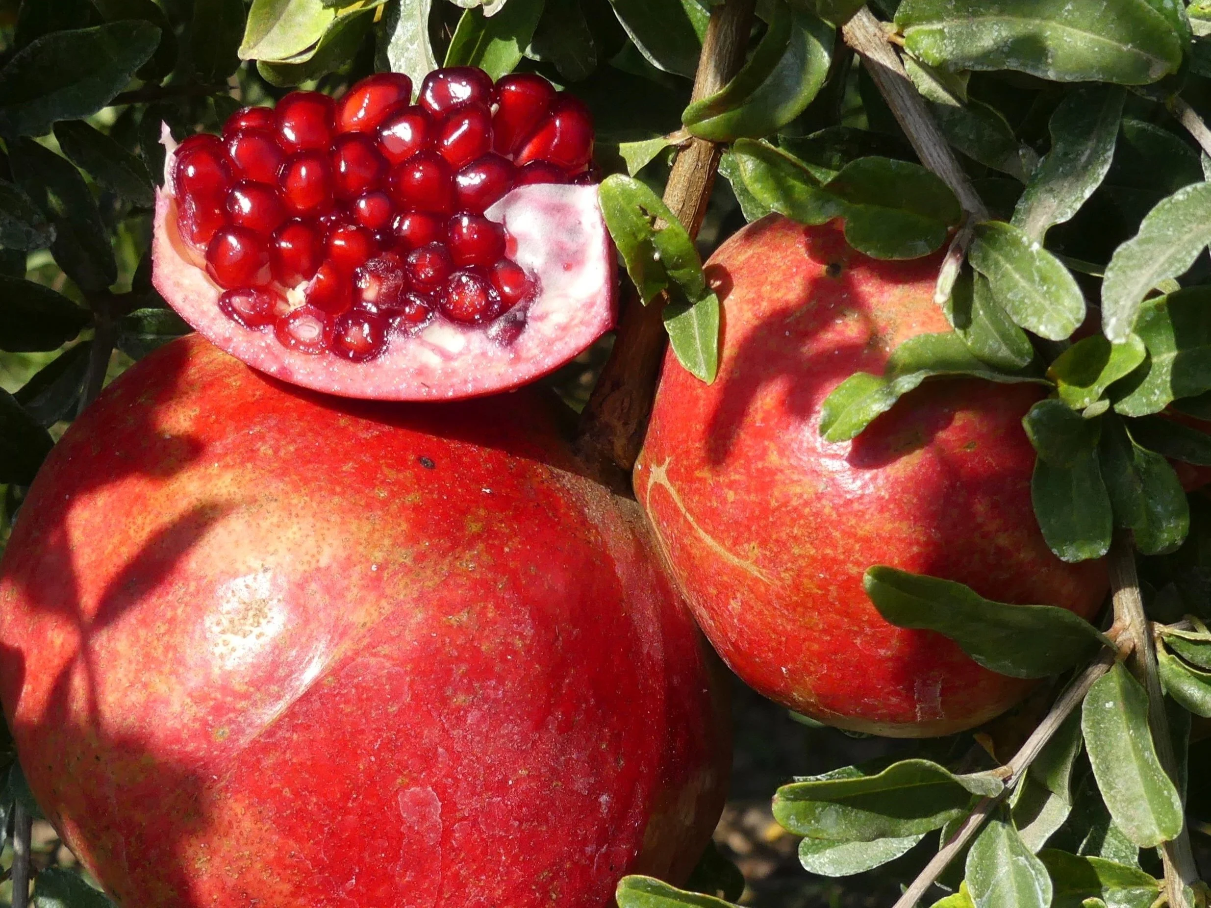 Pomegranate Varieties, Pomegranate Tree, — Burchell Nursery