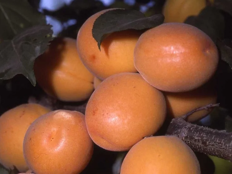 Apricot Tree, Apricot Varieties — Burchell Nursery