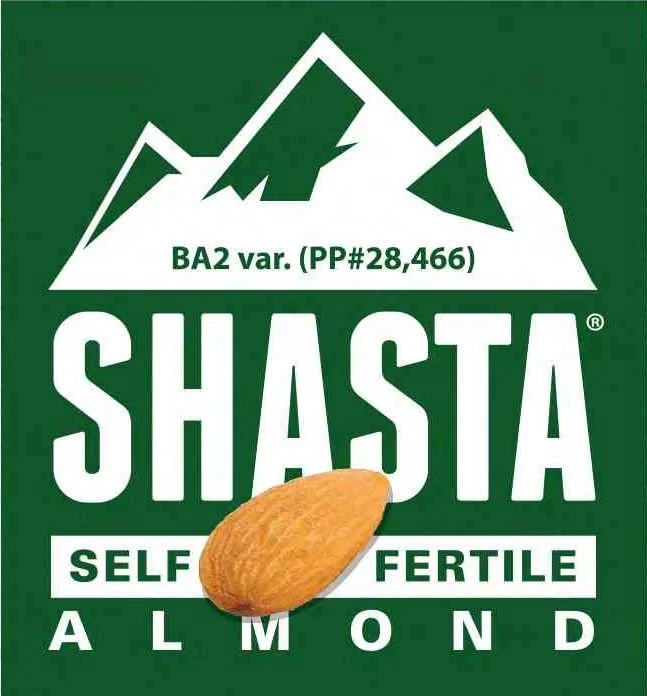 Shasta Almond Variety, Self Fertile Almond — Burchell Nursery