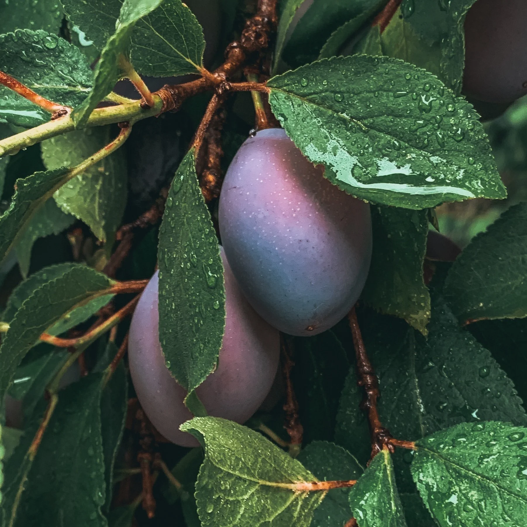 Plum Tree, Plum Varieties — Burchell Nursery