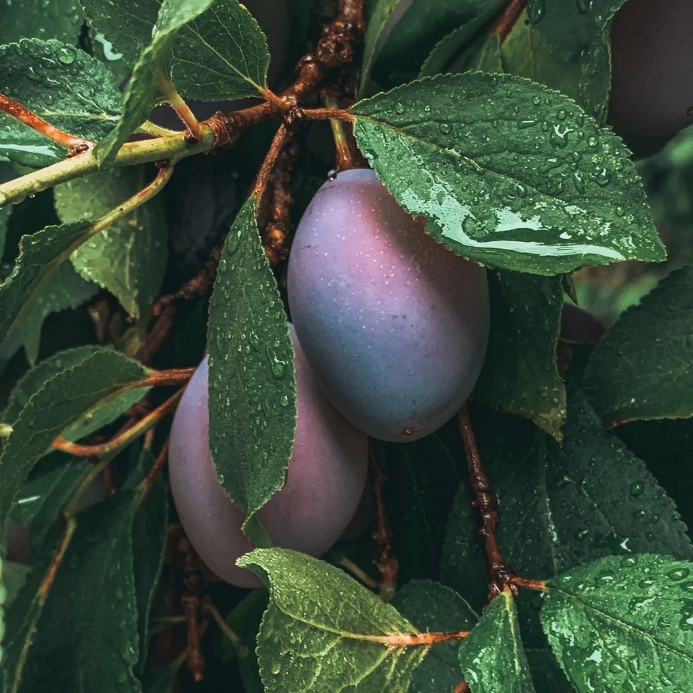 Prune Tree, Prune Varieties — Burchell Nursery