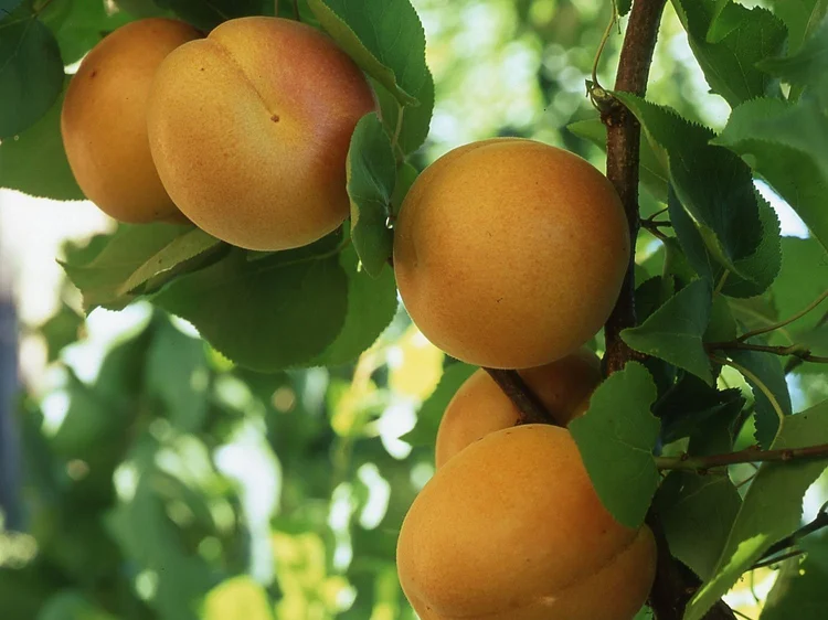 Apricot Tree, Apricot Varieties — Burchell Nursery