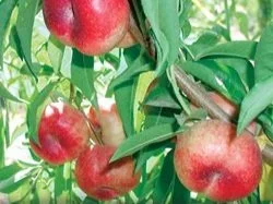 Nectarine Tree, Nectarine Varieties — Burchell Nursery